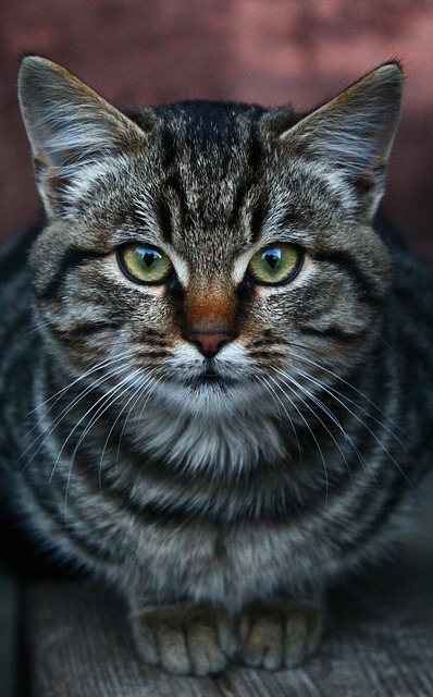 Comment repousser les chats - Fiche pratique sur Lavise.fr