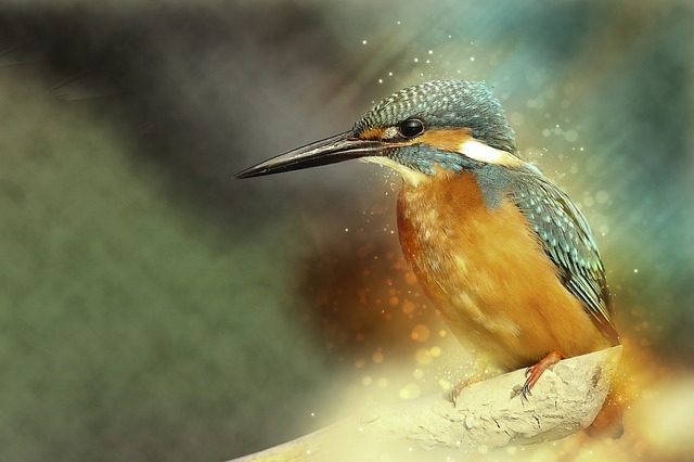 Comment identifier les bébés oiseaux sauvages - Fiche pratique sur ...