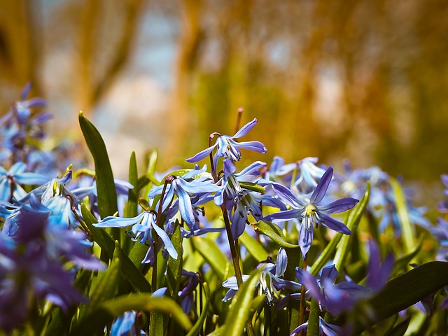 Faits sur la fleur de clochette bleue - Fiche pratique sur Lavise.fr