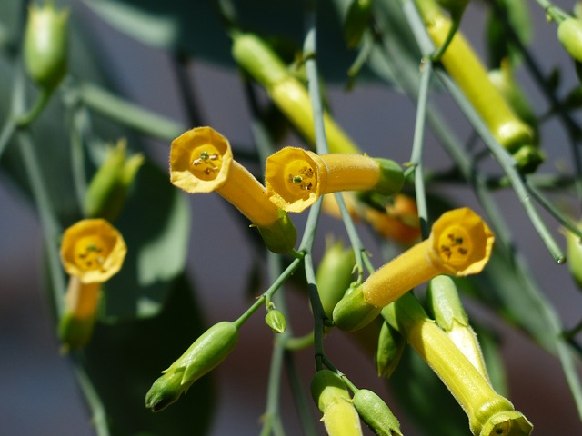 Cinq faits sur les plantes de tabac à fleurs Nicotiana - Fiche pratique ...