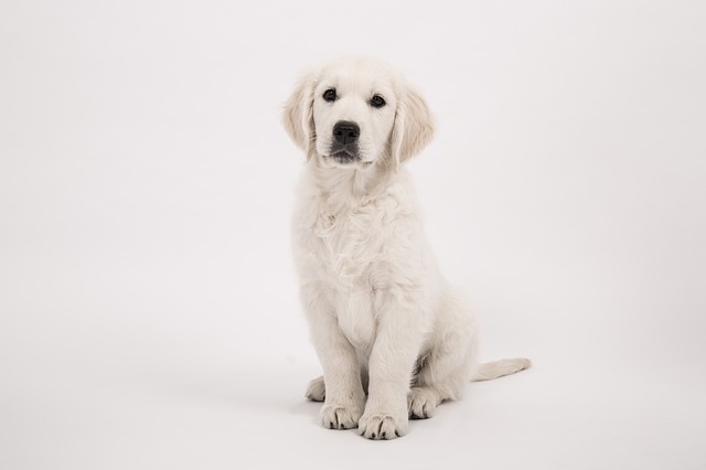 Comment faire briller le pelage d'un chien - Fiche pratique sur Lavise.fr